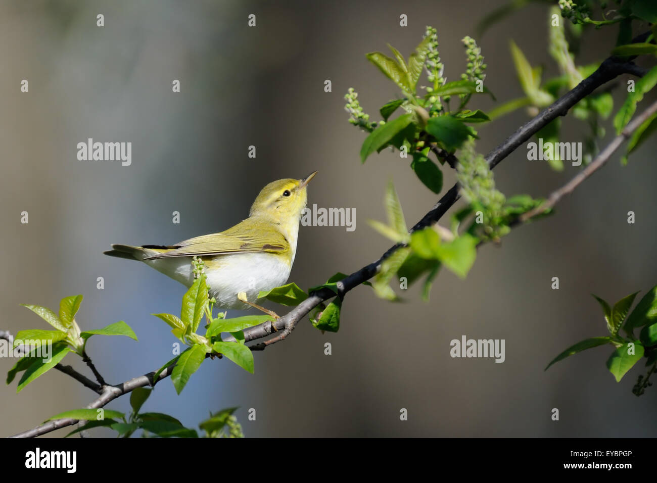 Warbler bird warblers birds hi-res stock photography and images - Alamy
