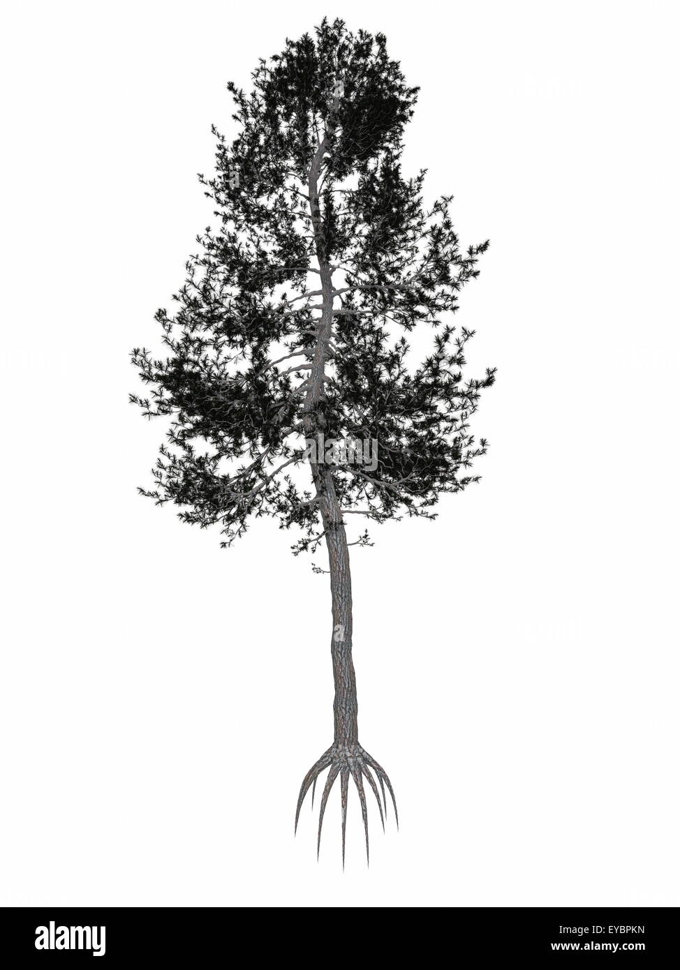 Pinus nigra tree Cut Out Stock Images & Pictures - Alamy