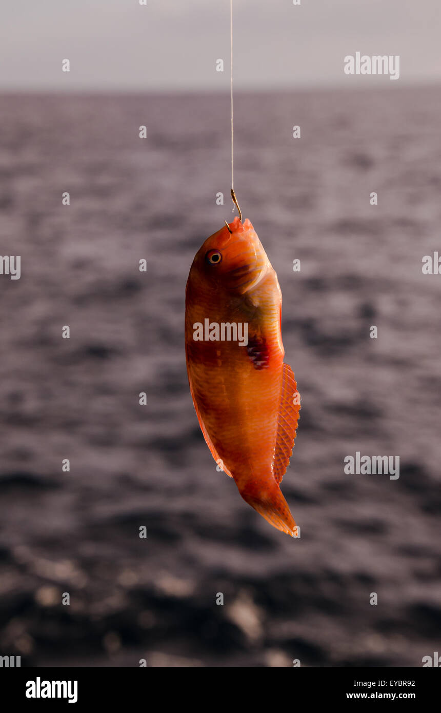 One Sea Fish Hooked Stock Photo - Alamy