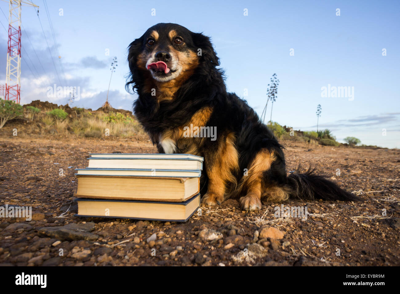 One intelligent Black Dog Reading a Book Stock Photo - Alamy