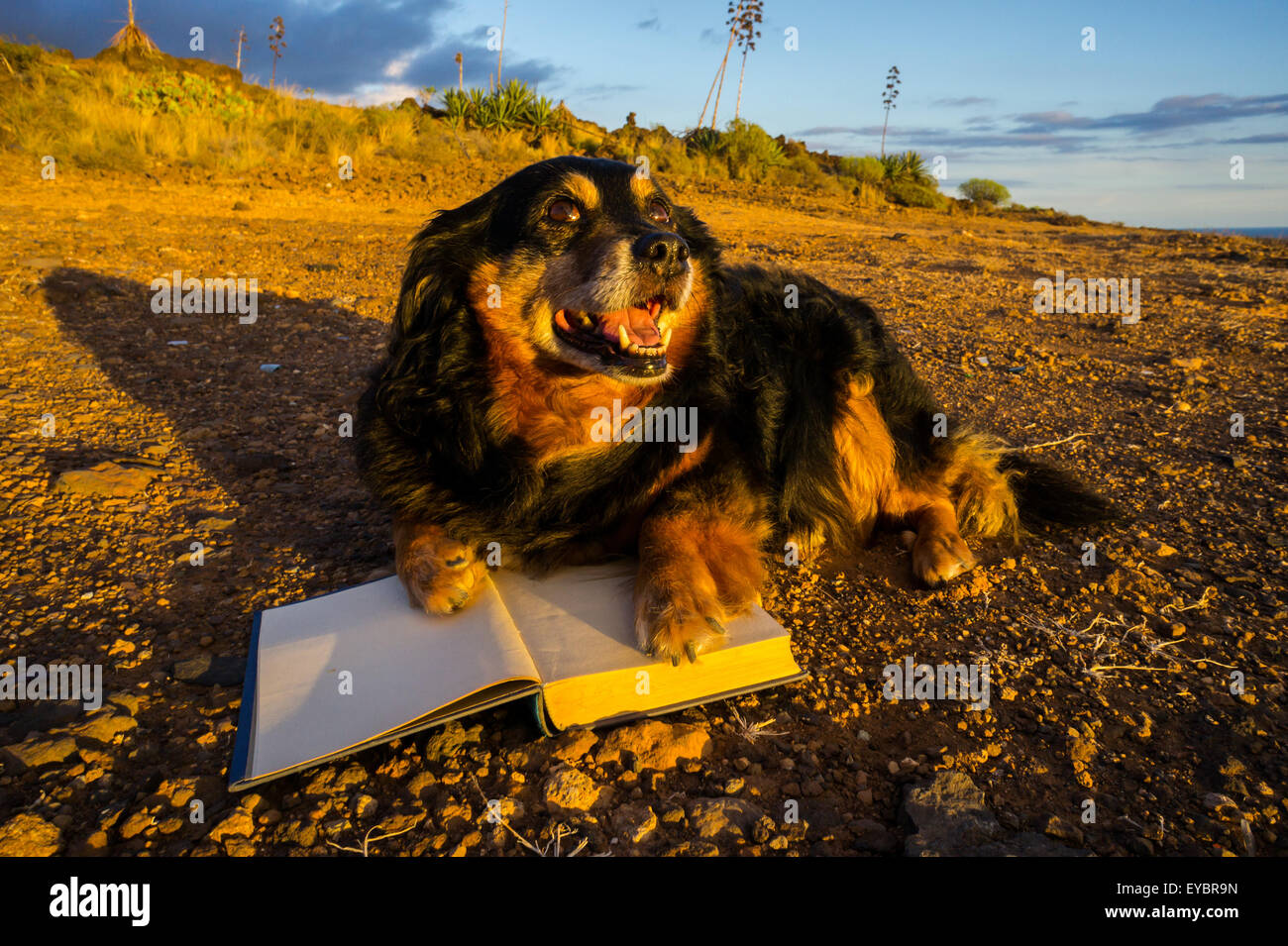 Reading a book with her labrador hi-res stock photography and images ...
