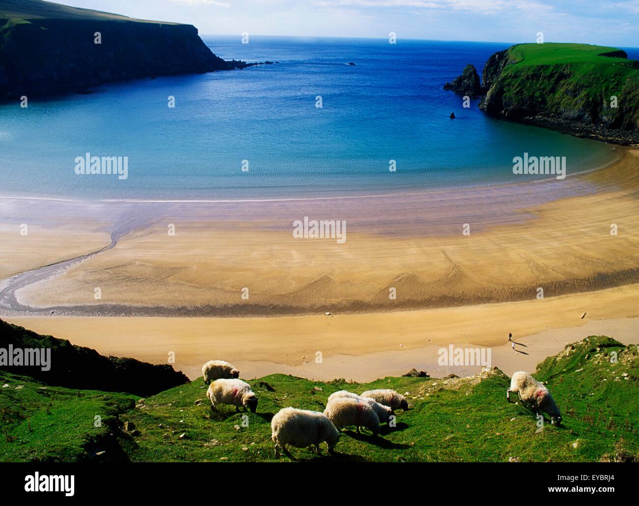 Silver Strand, Malin Beg, Co Donegal, Ireland; Sheep Grazing On A Cliff ...