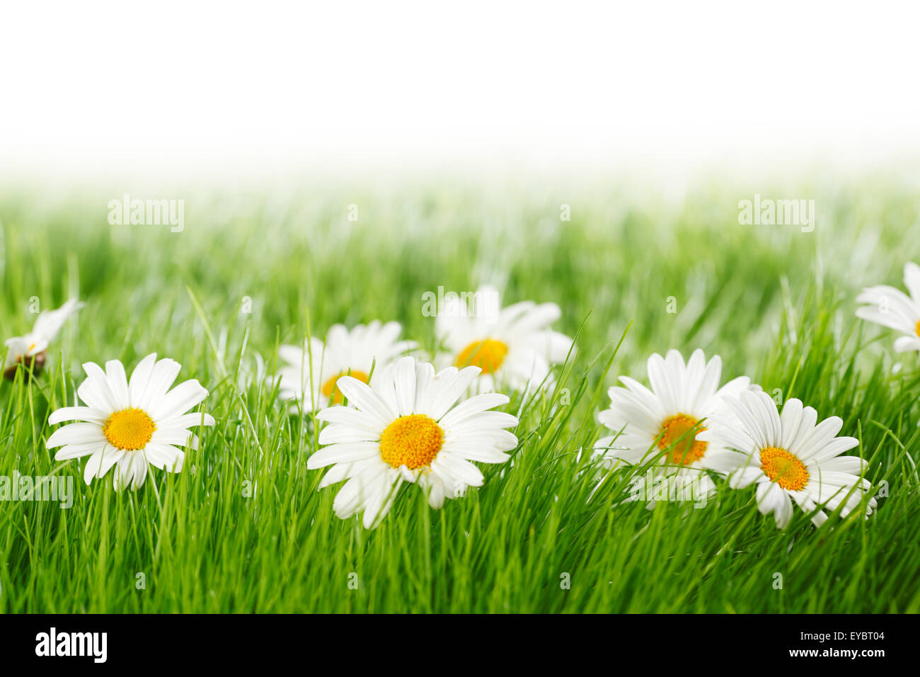 White daisy flowers in green grass Stock Photo - Alamy