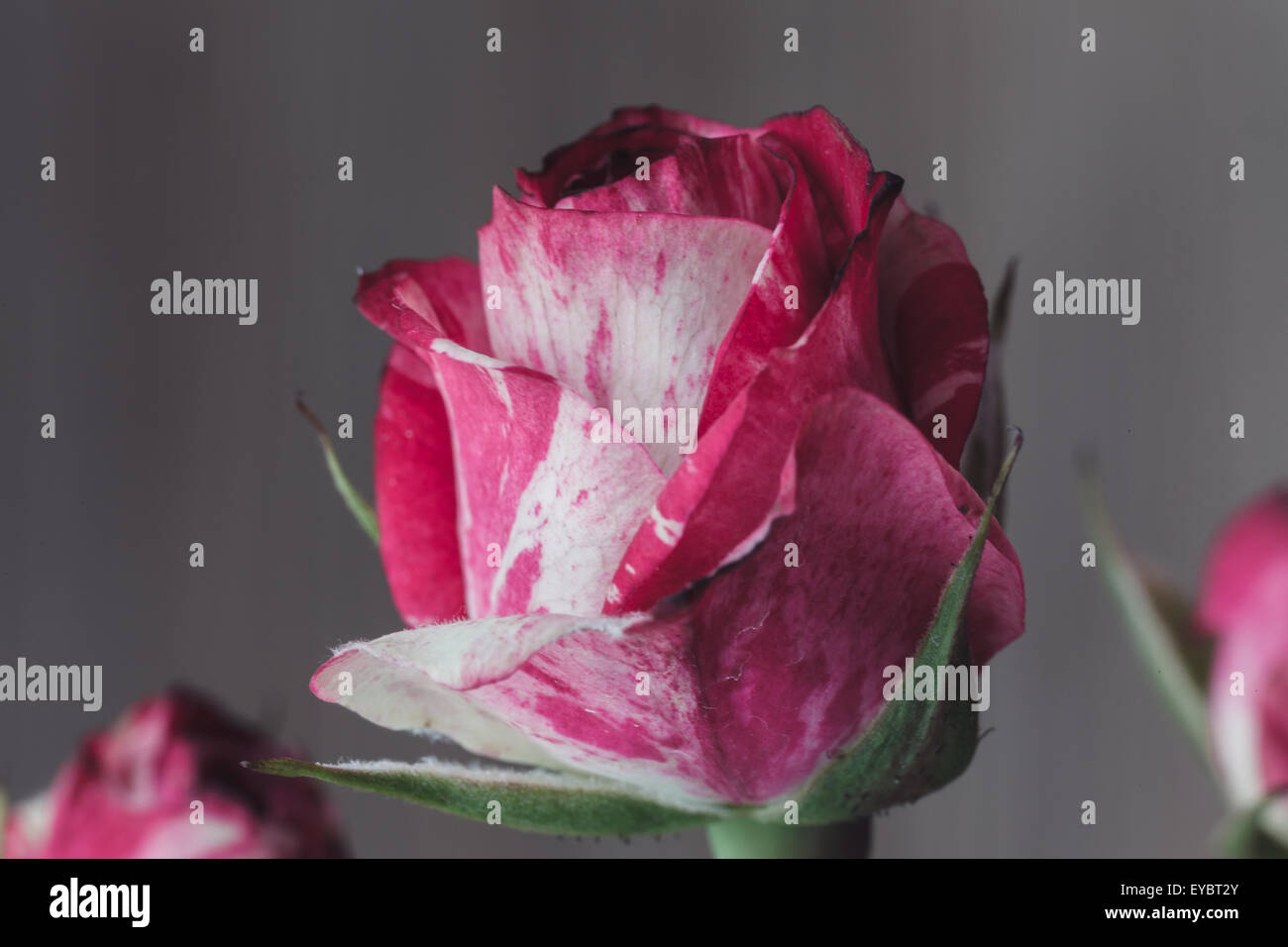 Dead pink rose hi-res stock photography and images - Alamy