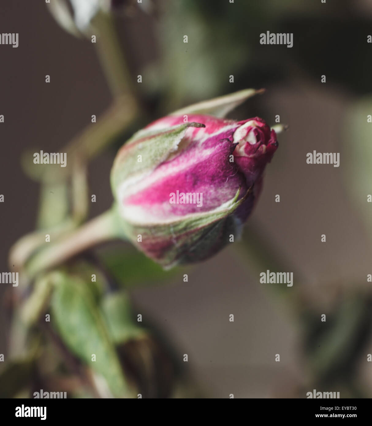 sad faded pink rose close-up macro Stock Photo - Alamy