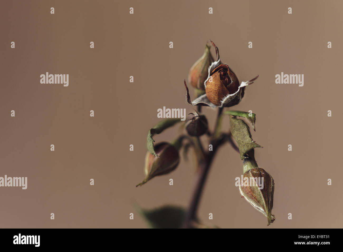 sad faded rose flower close-up macro Stock Photo - Alamy