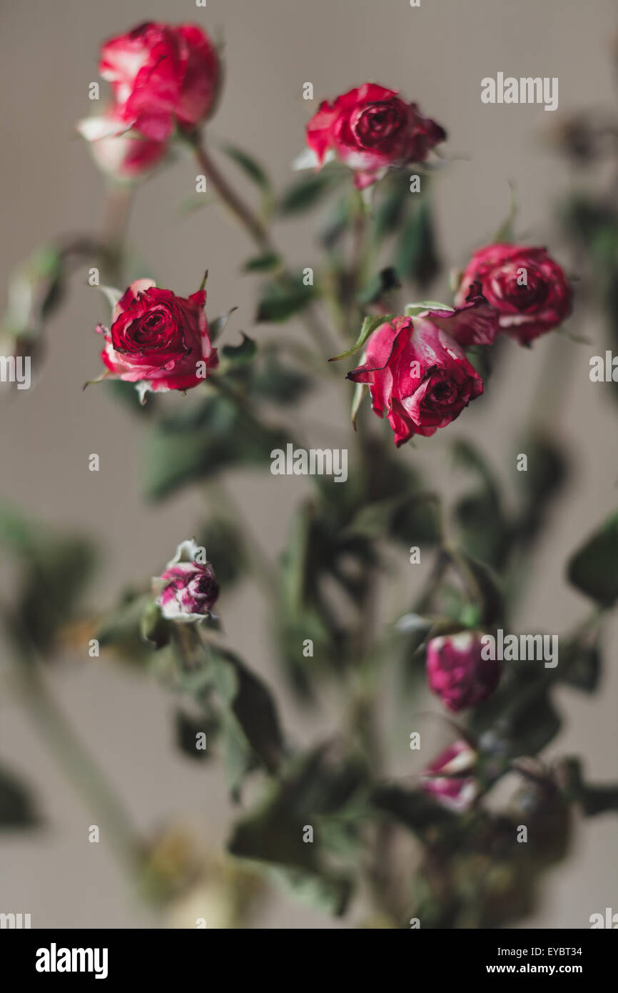 sad faded rose close-up macro Stock Photo - Alamy