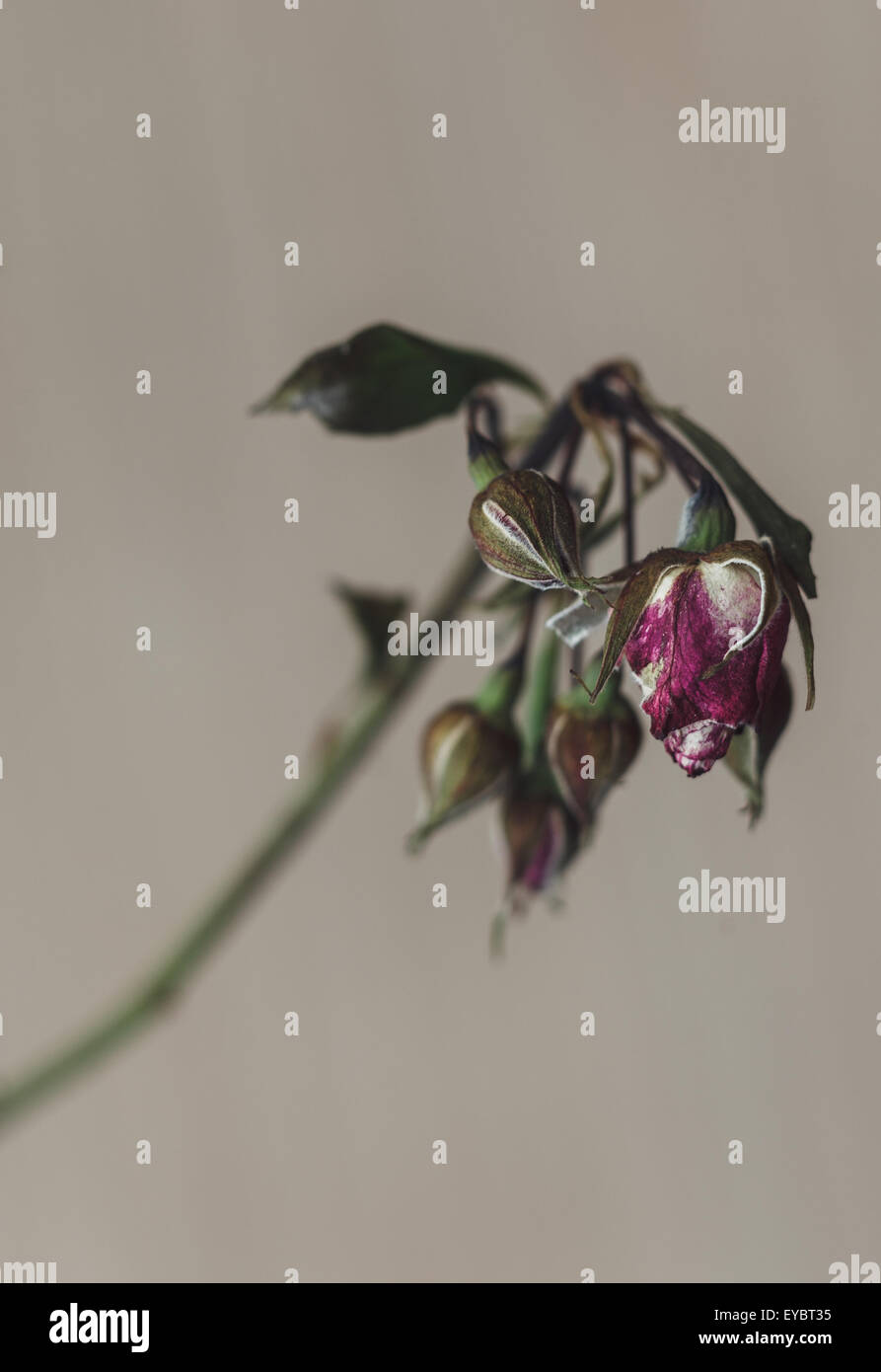 Beautiful dead rose close hi-res stock photography and images - Alamy