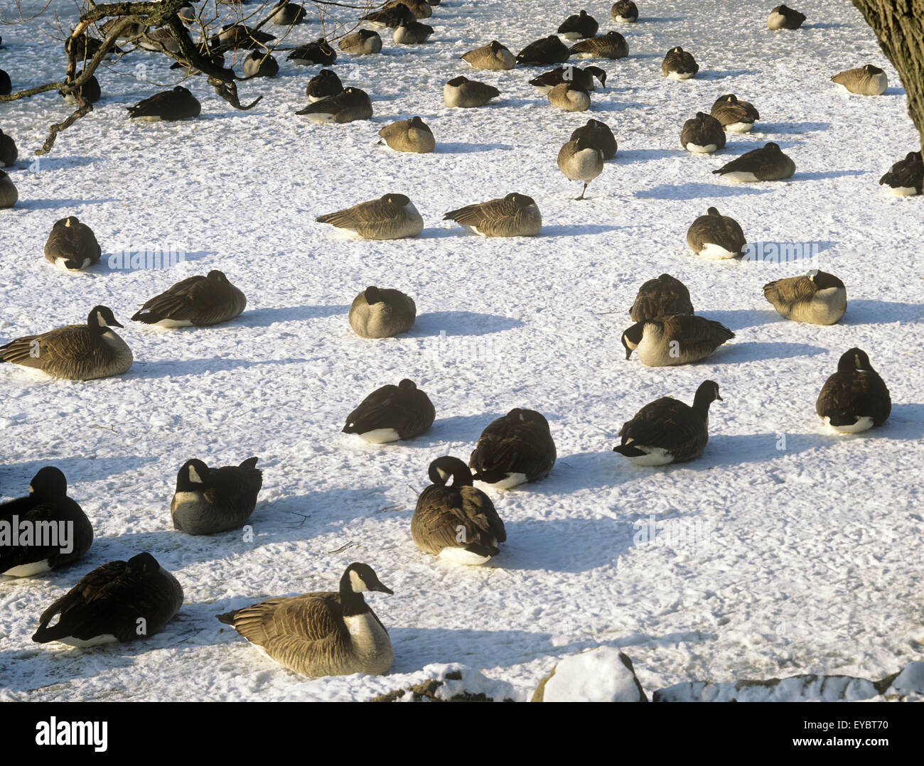 Canada geese hi-res stock photography and images - Alamy