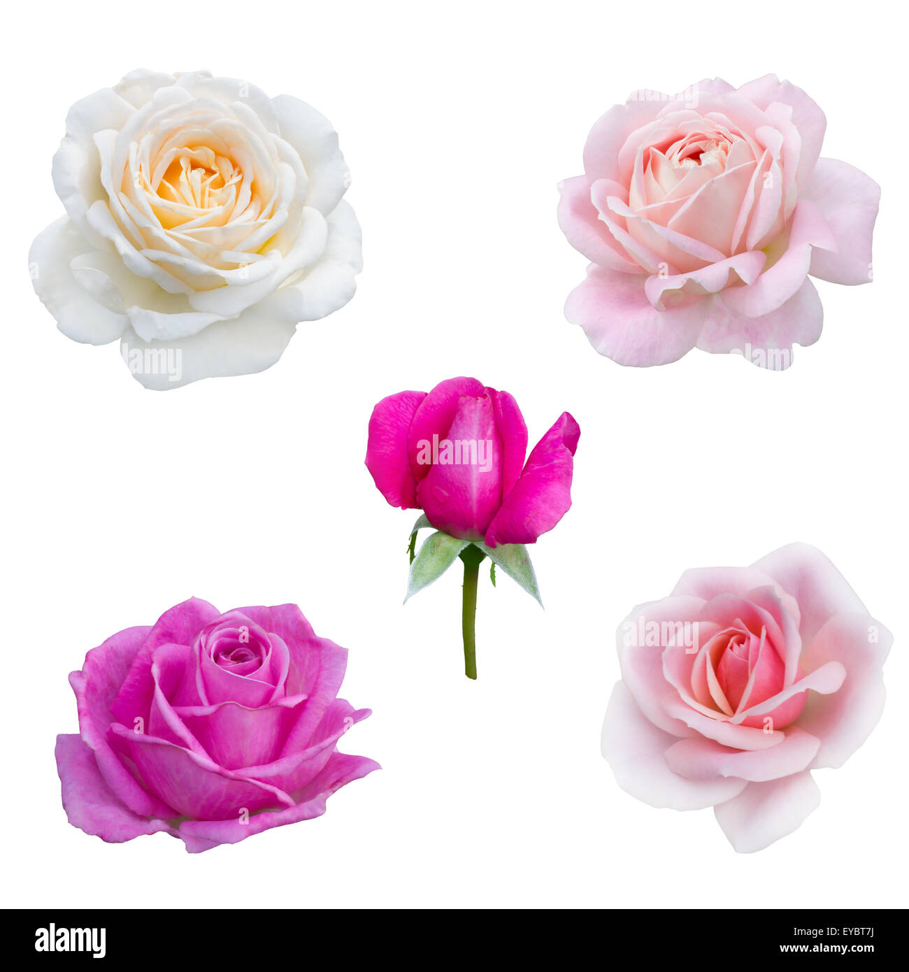collage of five pink roses isolated on white background Stock Photo - Alamy