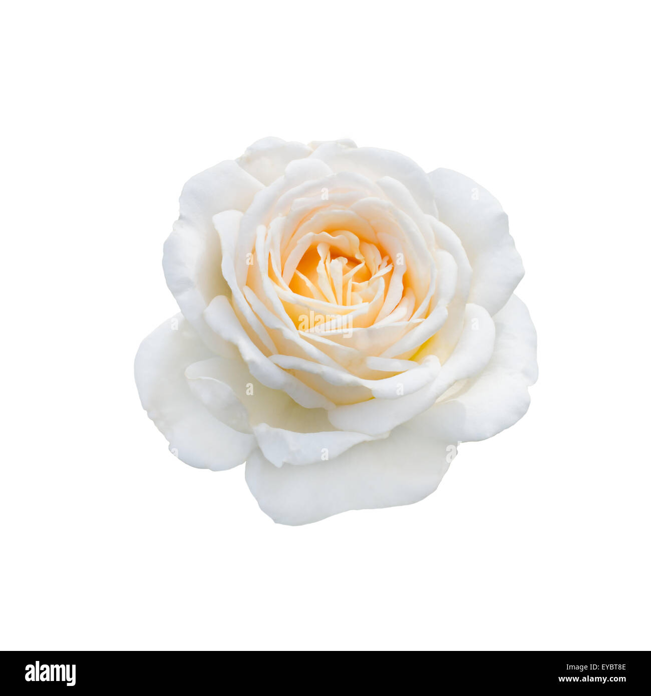 beautiful pink rose isolated on white background Stock Photo - Alamy