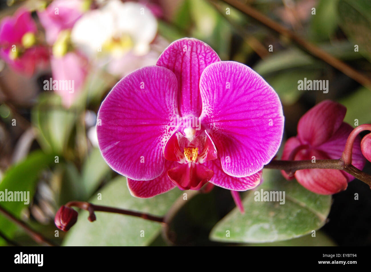 Phalaenopsispurple hi-res stock photography and images - Alamy