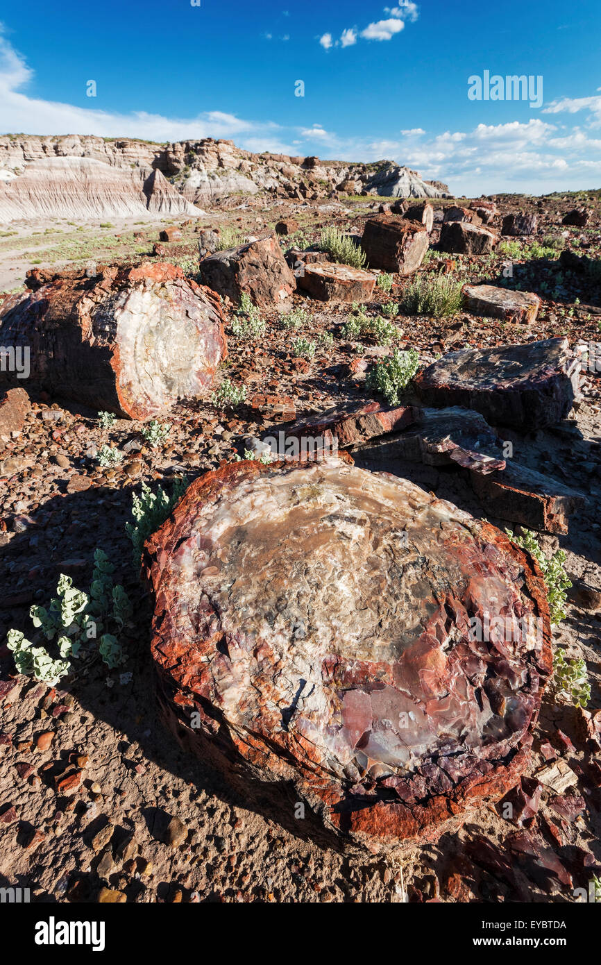 Petrified forest national park hi-res stock photography and images - Alamy