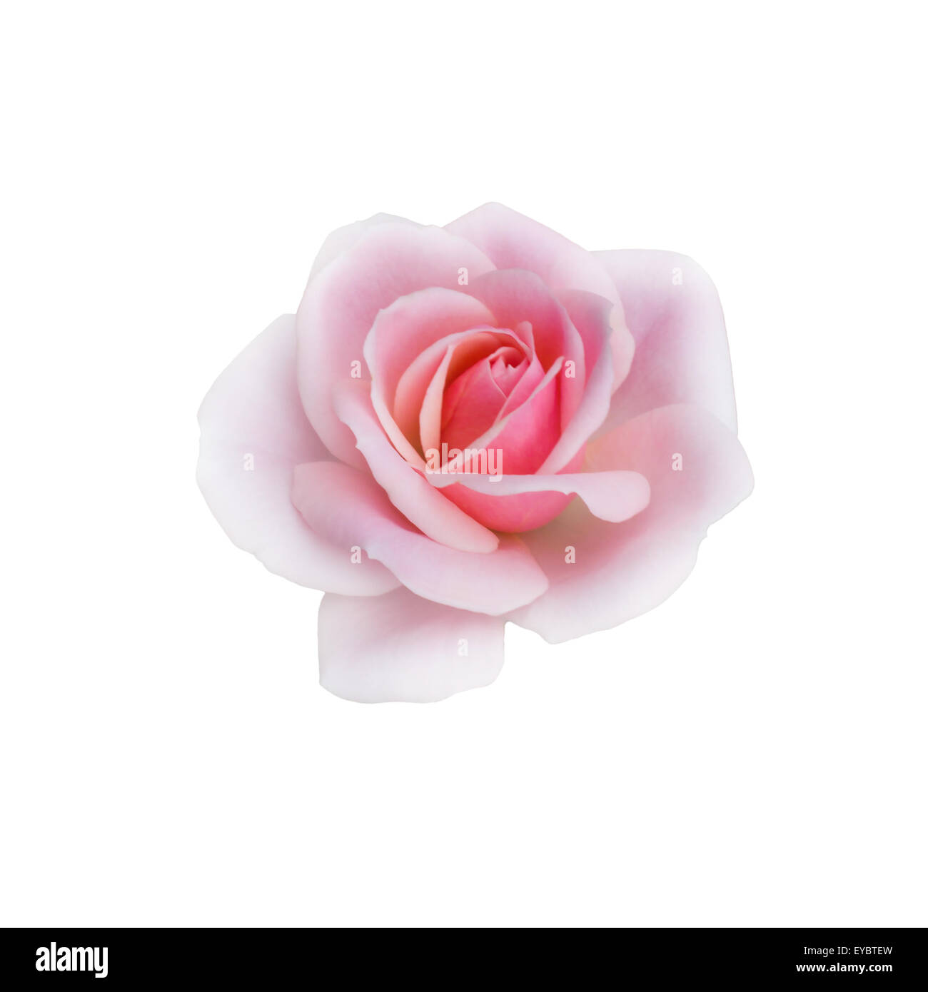bright beautiful pink rose Stock Photo - Alamy