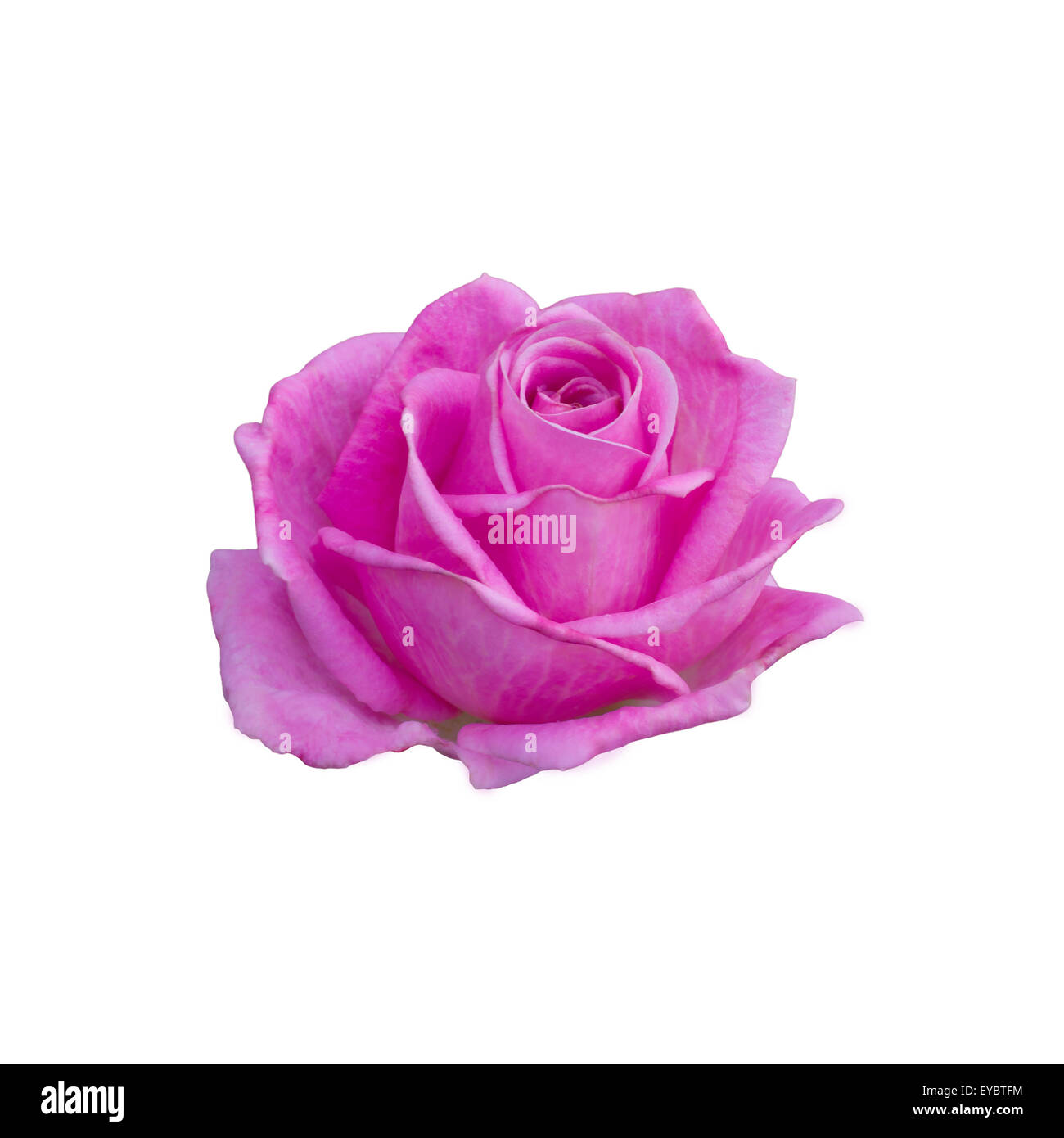 bright beautiful pink rose Stock Photo - Alamy