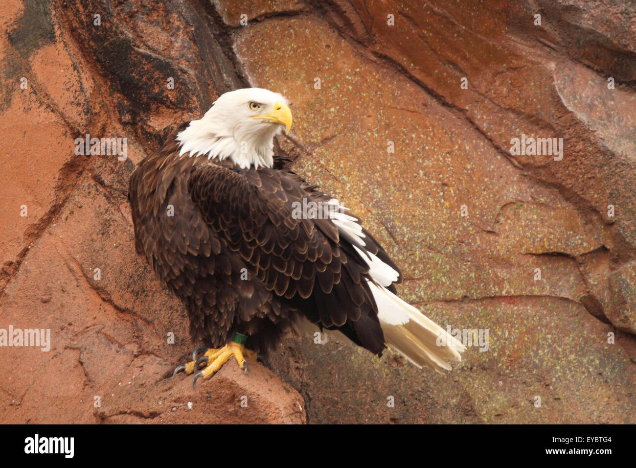 A Bald Eagle looking back from a sandstone perch Stock Photo - Alamy