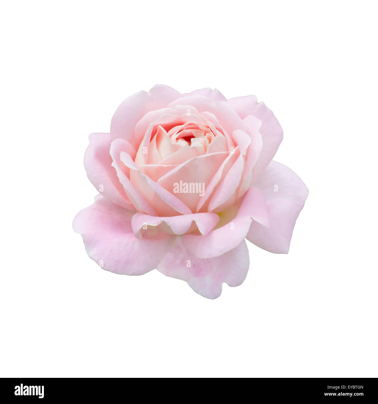 bright beautiful pink rose Stock Photo - Alamy