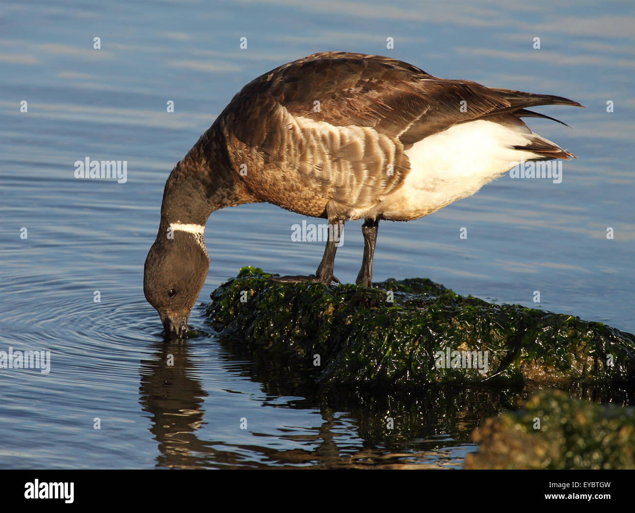 A Brant drinking from the ocean Stock Photo - Alamy