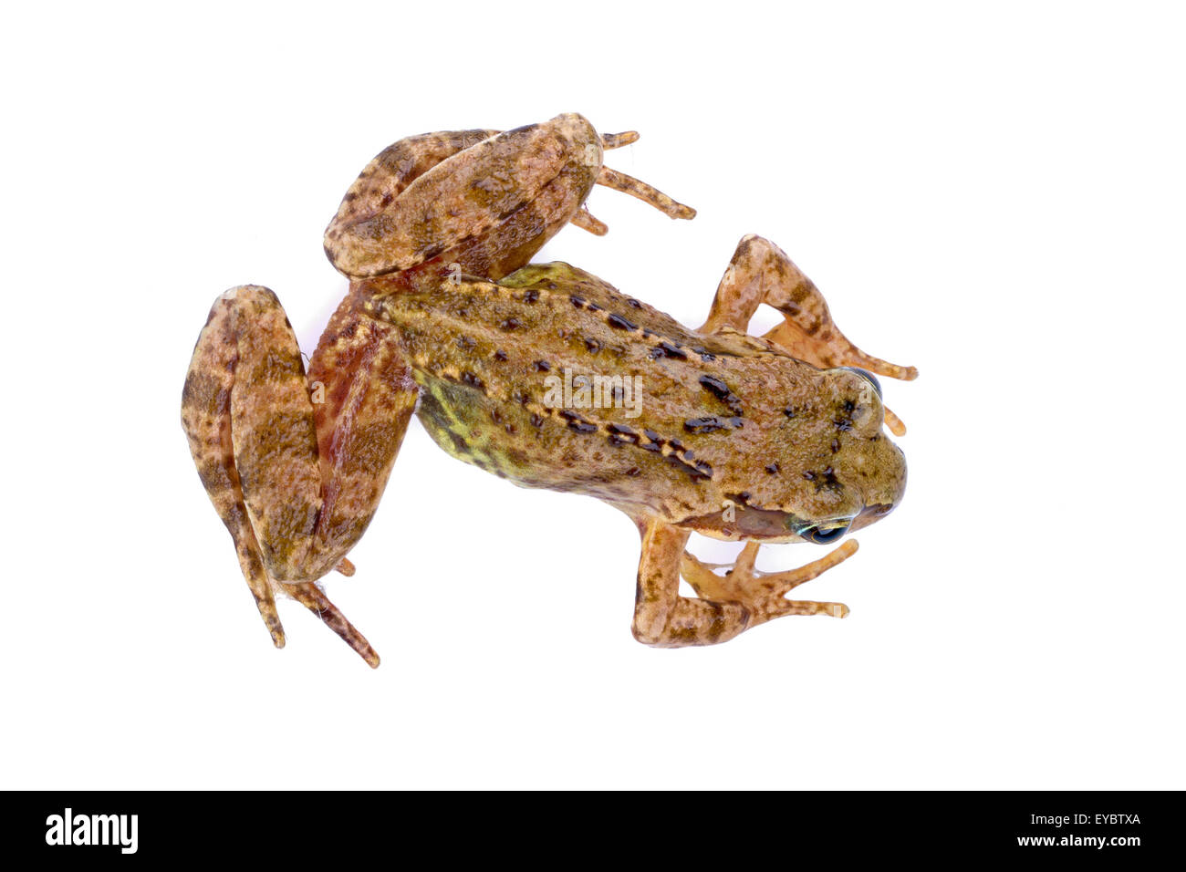 Brown European frog isolated on a white background Stock Photo - Alamy