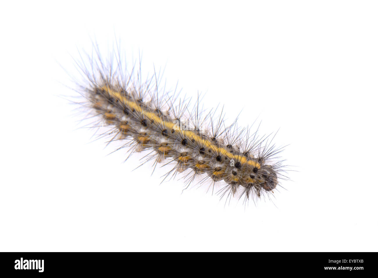Colored caterpillar isolated on a white background Stock Photo - Alamy
