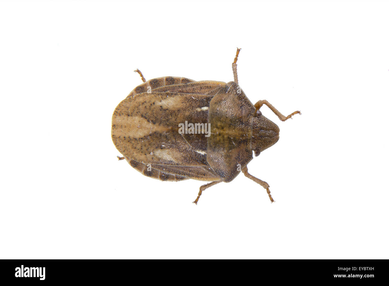 Shield bug isolated on a white background Stock Photo - Alamy