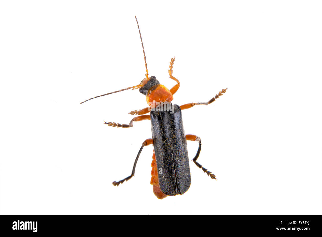Soldier beetle isolated on a white background Stock Photo - Alamy