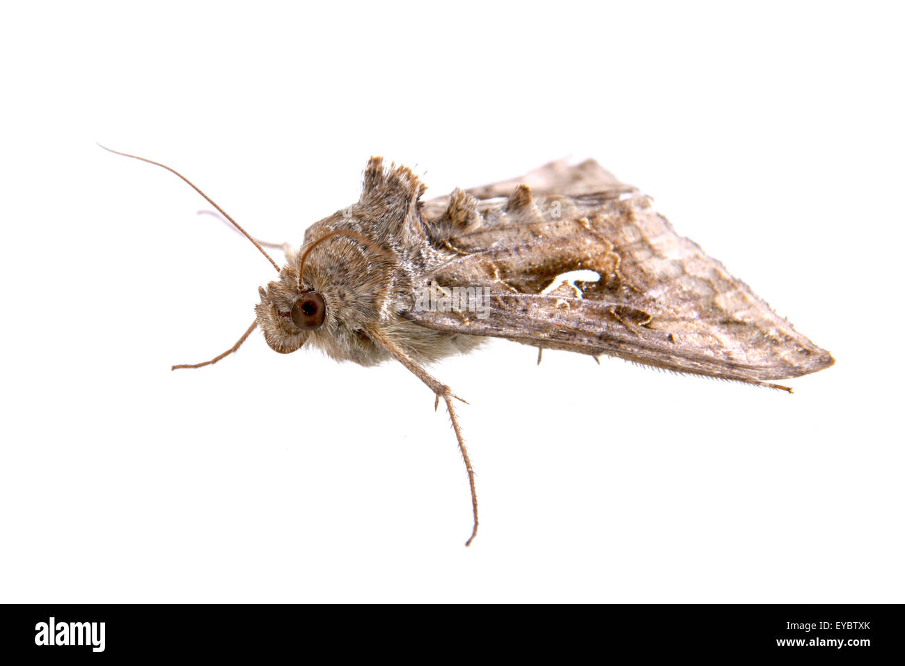 Brown moth isolated on a white background Stock Photo - Alamy