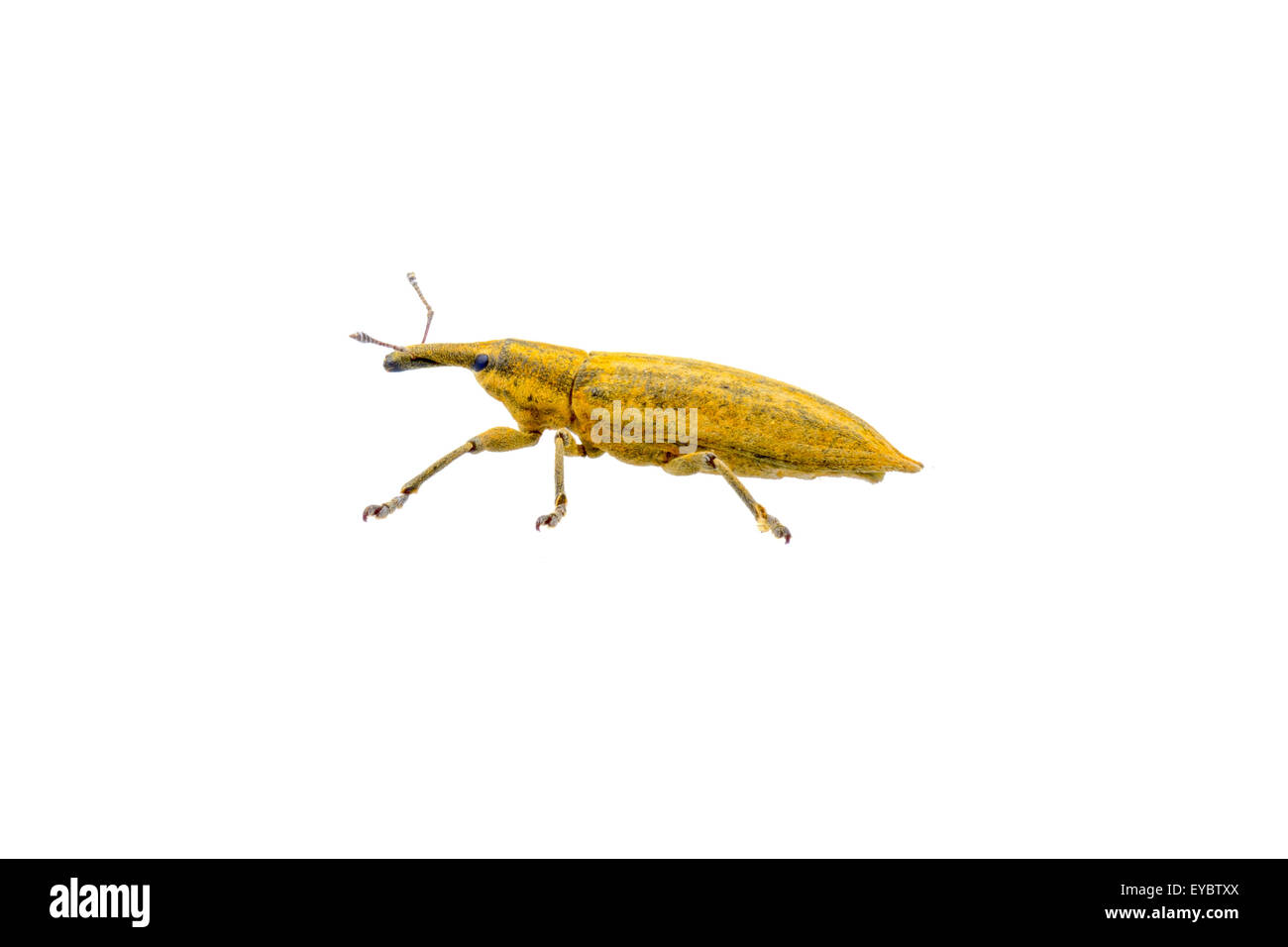 Yellow bug isolated on a white background Stock Photo - Alamy