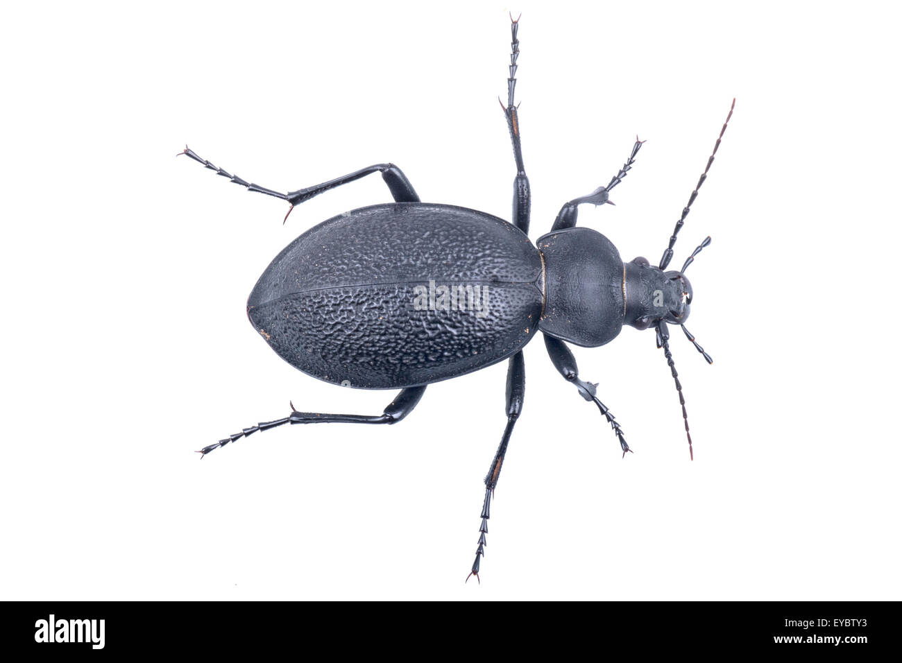Black bug isolated on a white background Stock Photo - Alamy