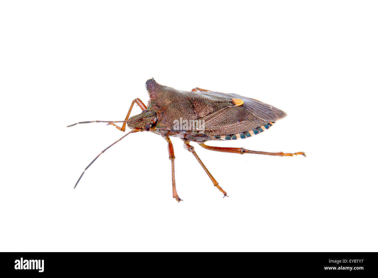 Shield bug isolated on a white background Stock Photo - Alamy