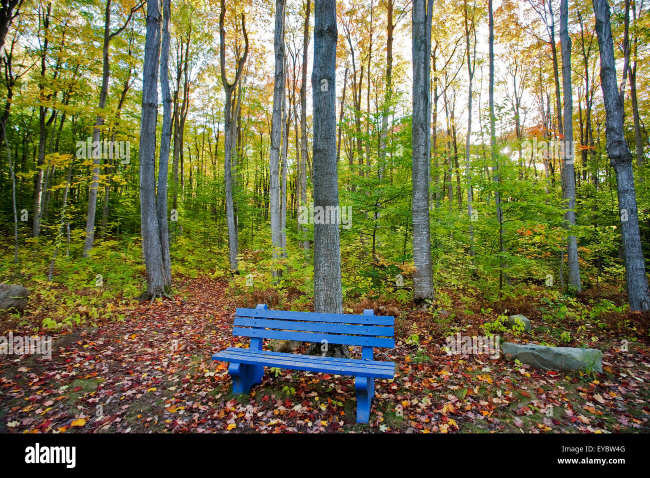 North America, Canada, Ontario, solitary park bench, autumn Stock Photo ...