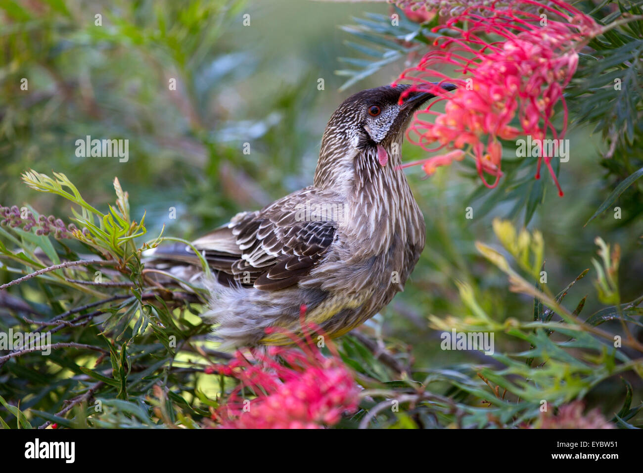 (Canberra, Australia---31 December 2013) A Red wattle bird (anthochaera ...