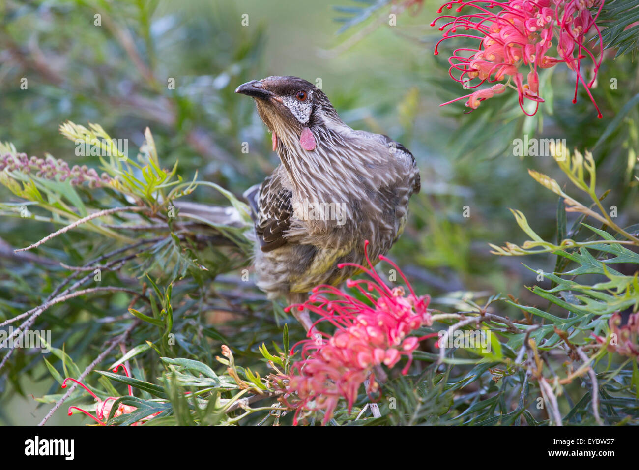 Red Wattle Bird High Resolution Stock Photography and Images - Alamy