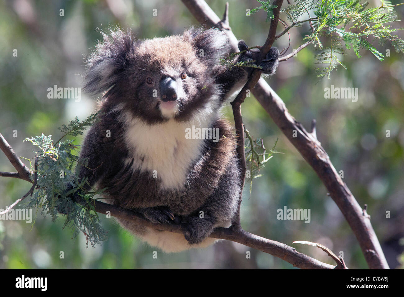 Koala hanging in tree hi-res stock photography and images - Alamy