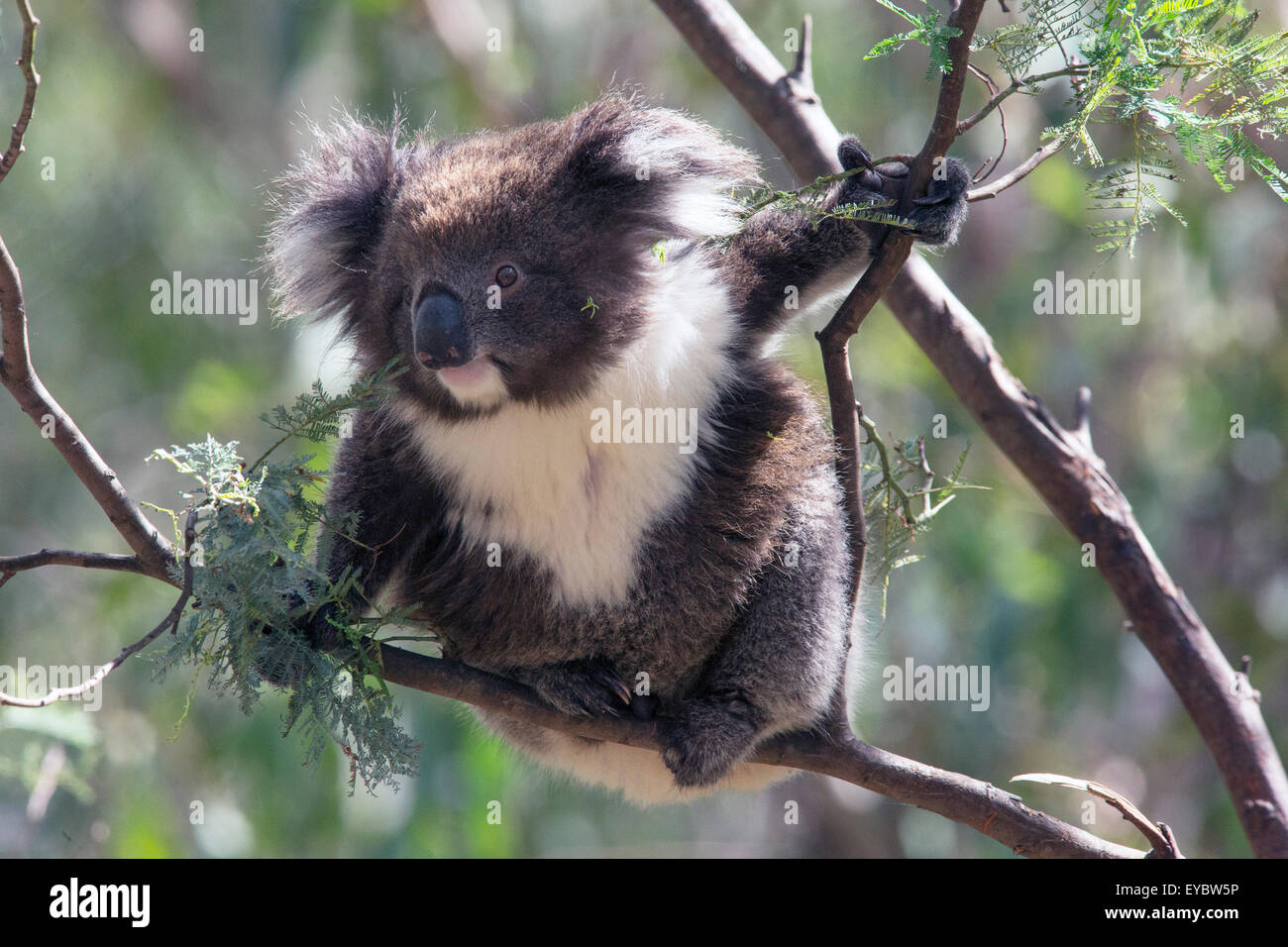 Koala hanging in tree hi-res stock photography and images - Alamy
