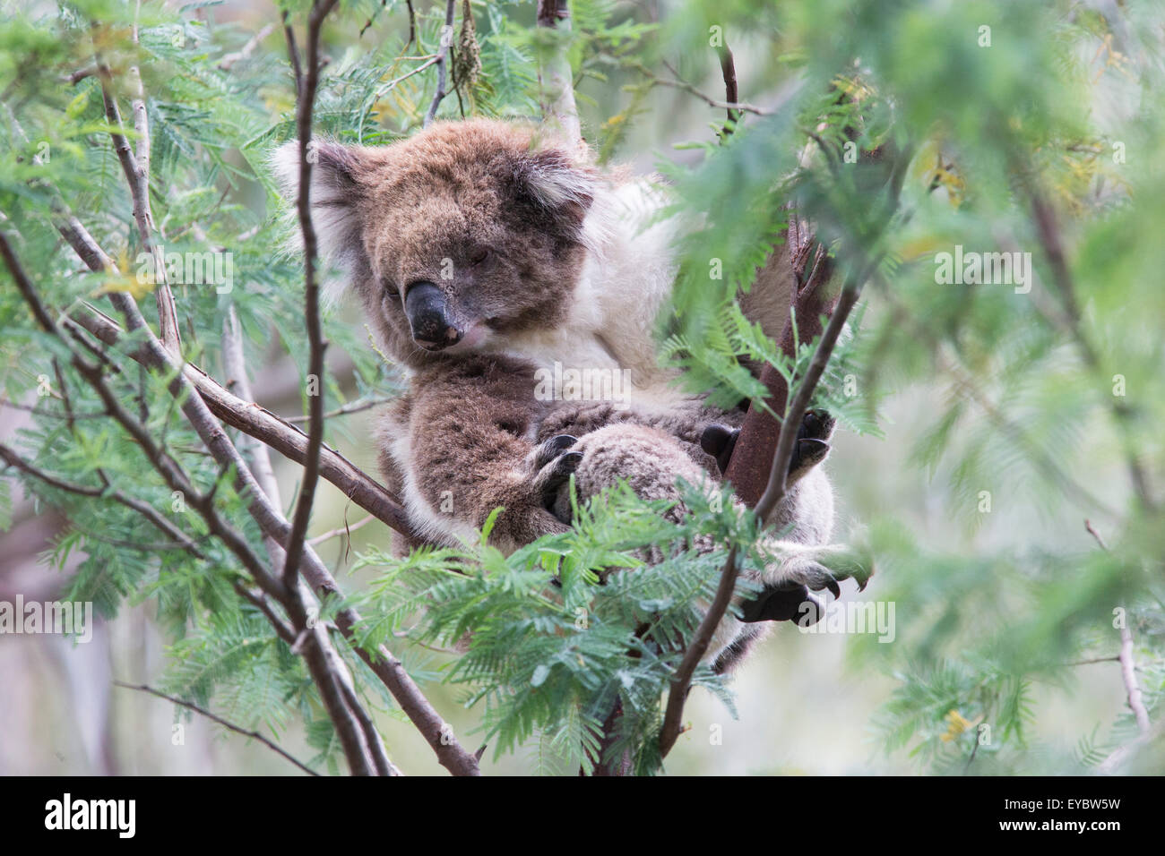Koala hanging in tree hi-res stock photography and images - Alamy