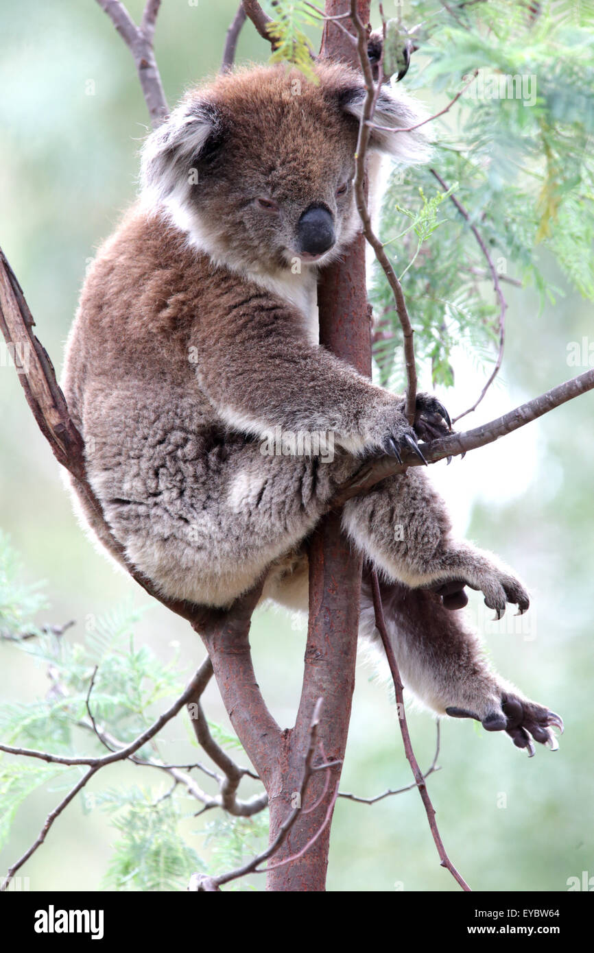 Koala hanging in tree hi-res stock photography and images - Alamy