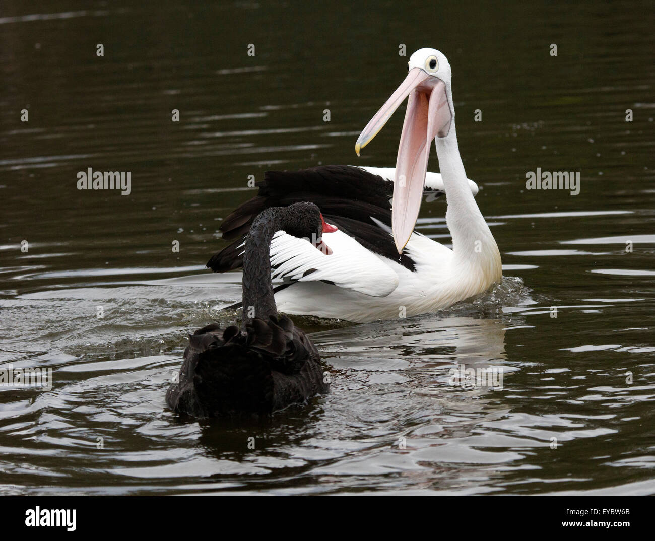 A black swan (cygnus atratus) and an Australian Pelican (Peleca Stock ...