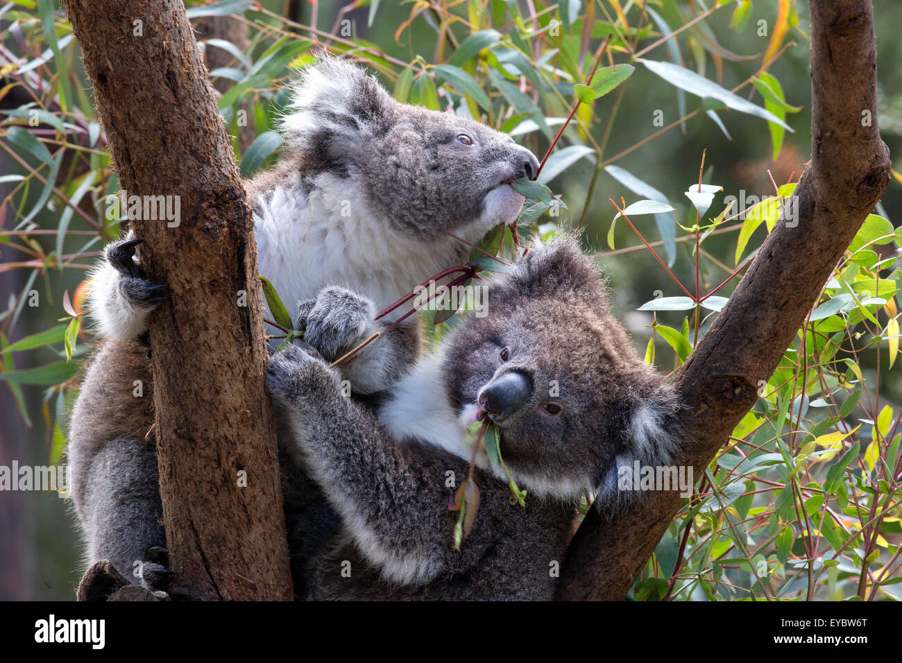 Two Koalas In A Tree