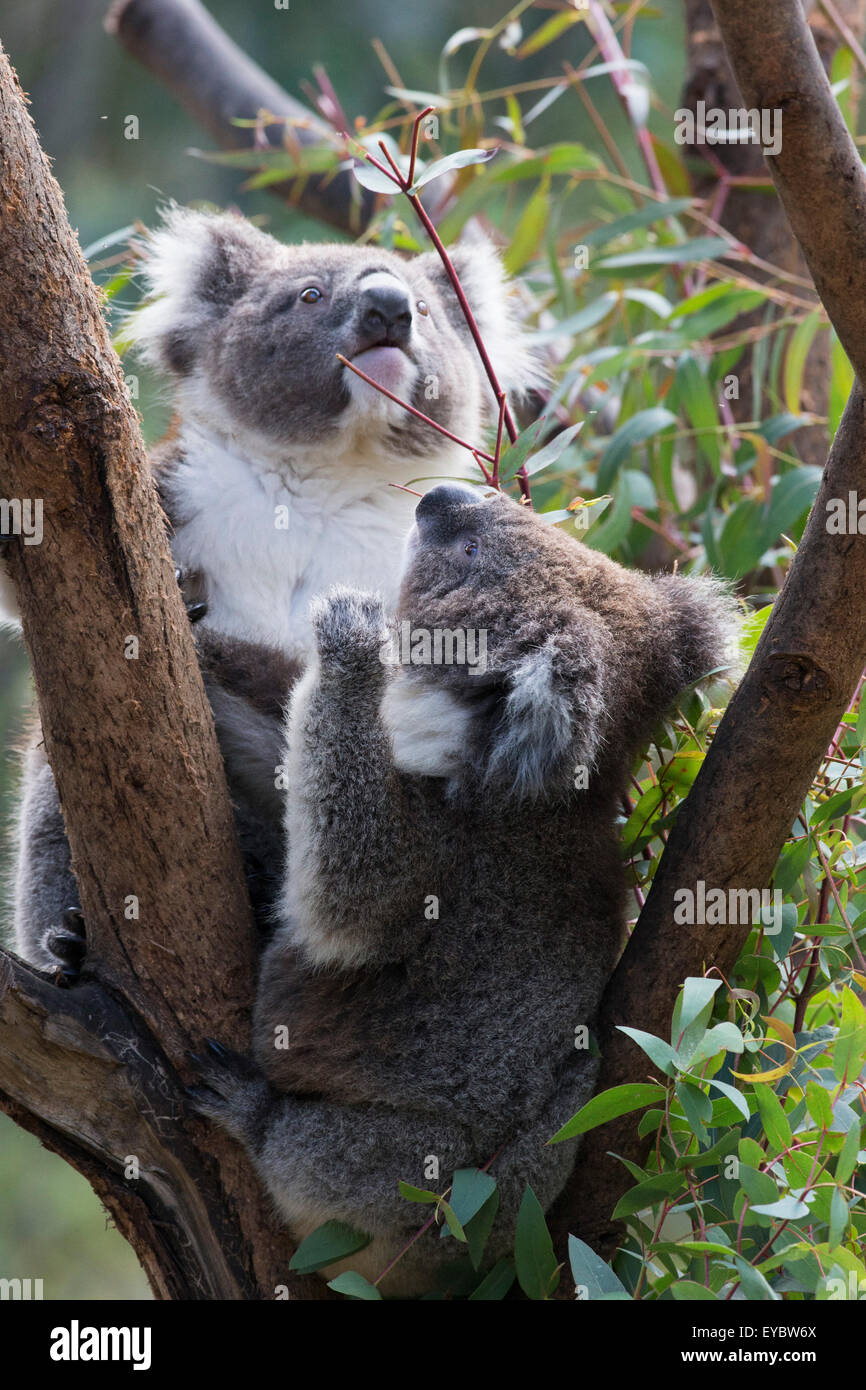 Two koala bears (Phascolarctos cinereus) in a tree Stock Photo - Alamy