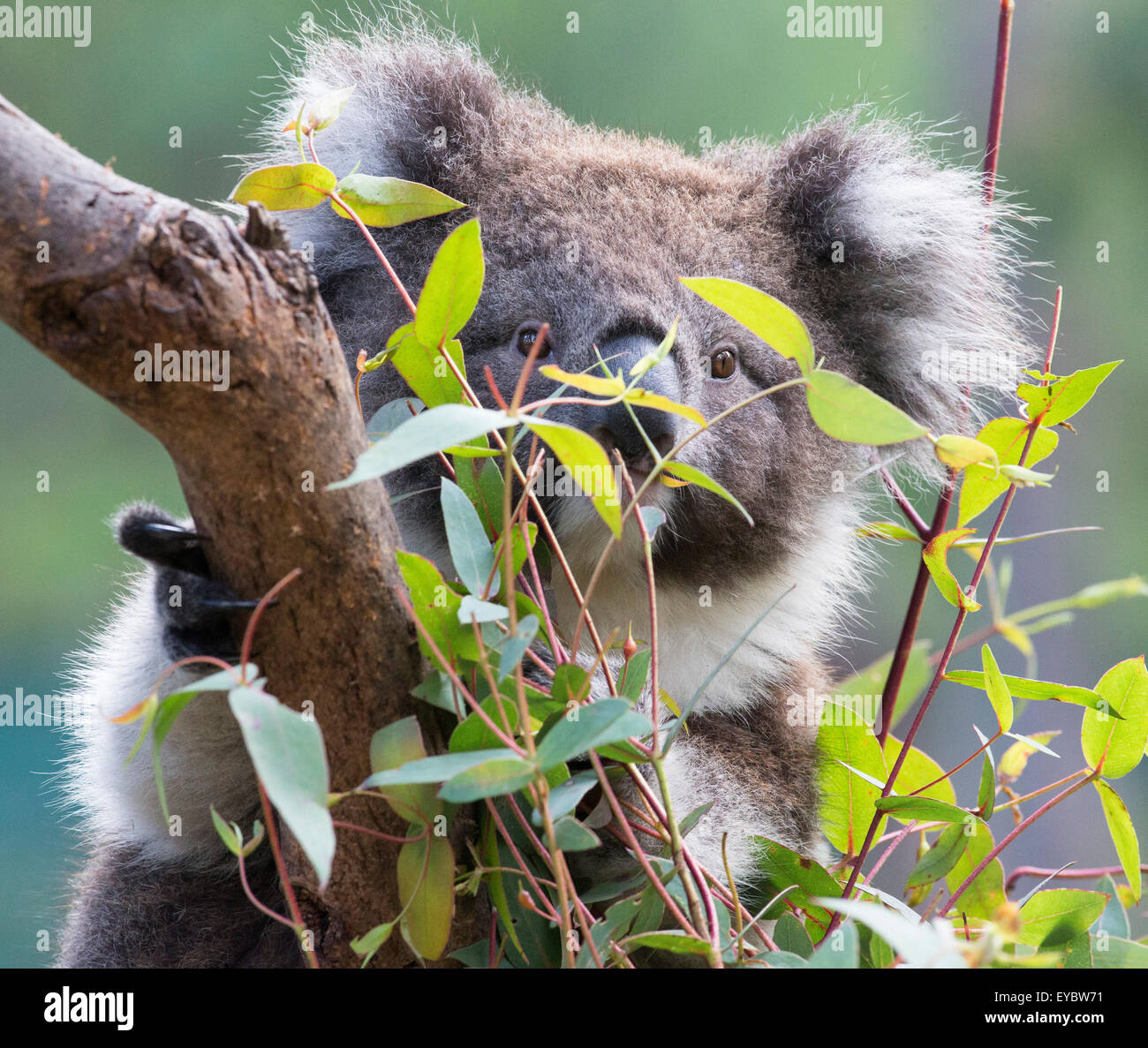 Head and shoulder photo of a koala bear (Phascolarctos cinereus Stock ...