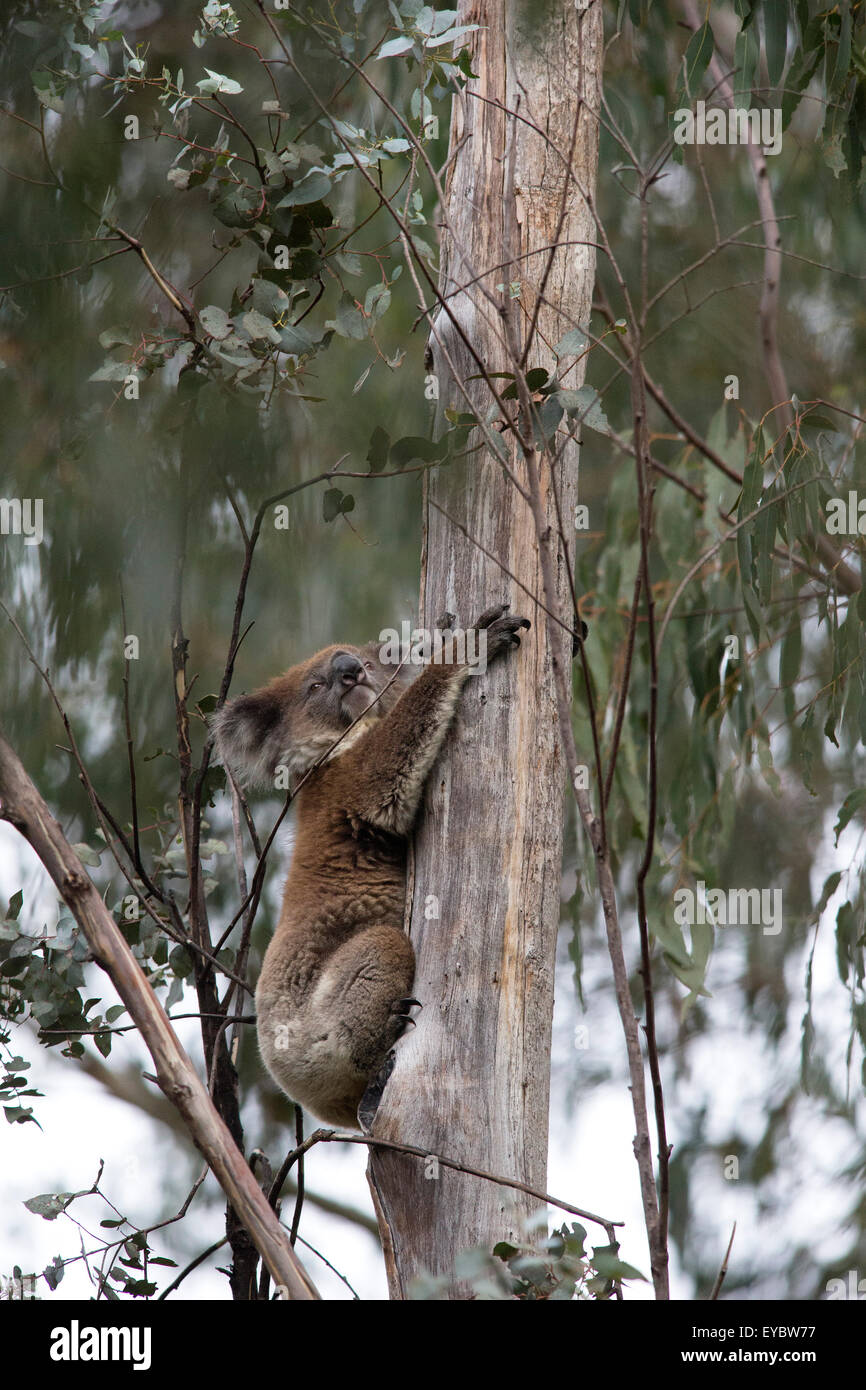 Koala hanging in tree hi-res stock photography and images - Alamy