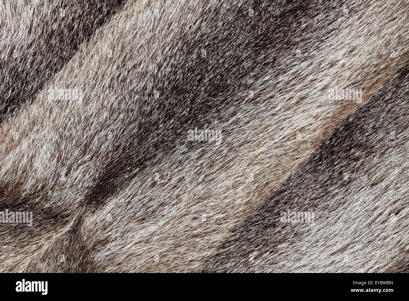 Fur texture hi-res stock photography and images - Alamy