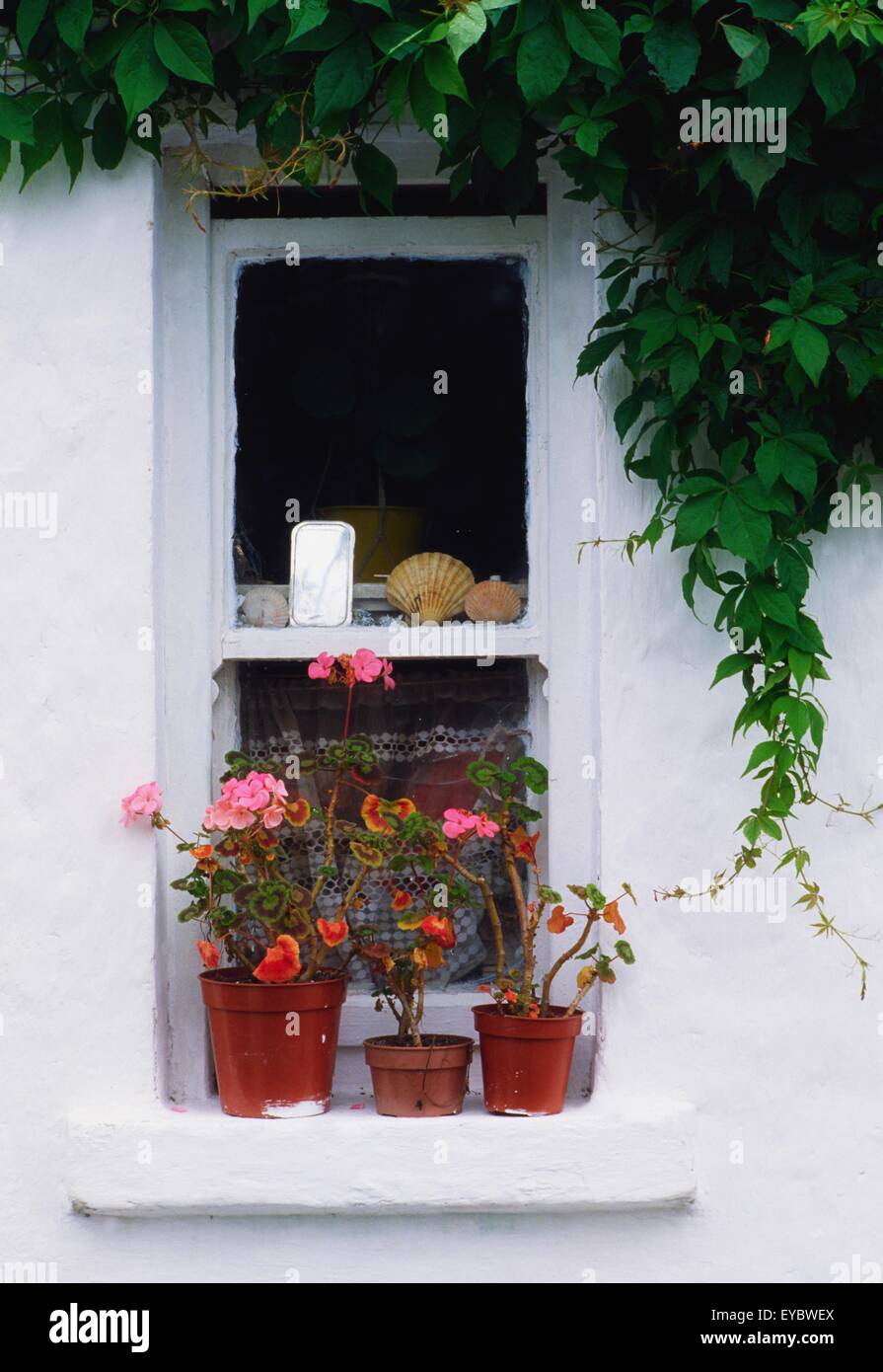 Near Limerick, Co Limerick, Ireland, Traditional Cottage Window Stock ...