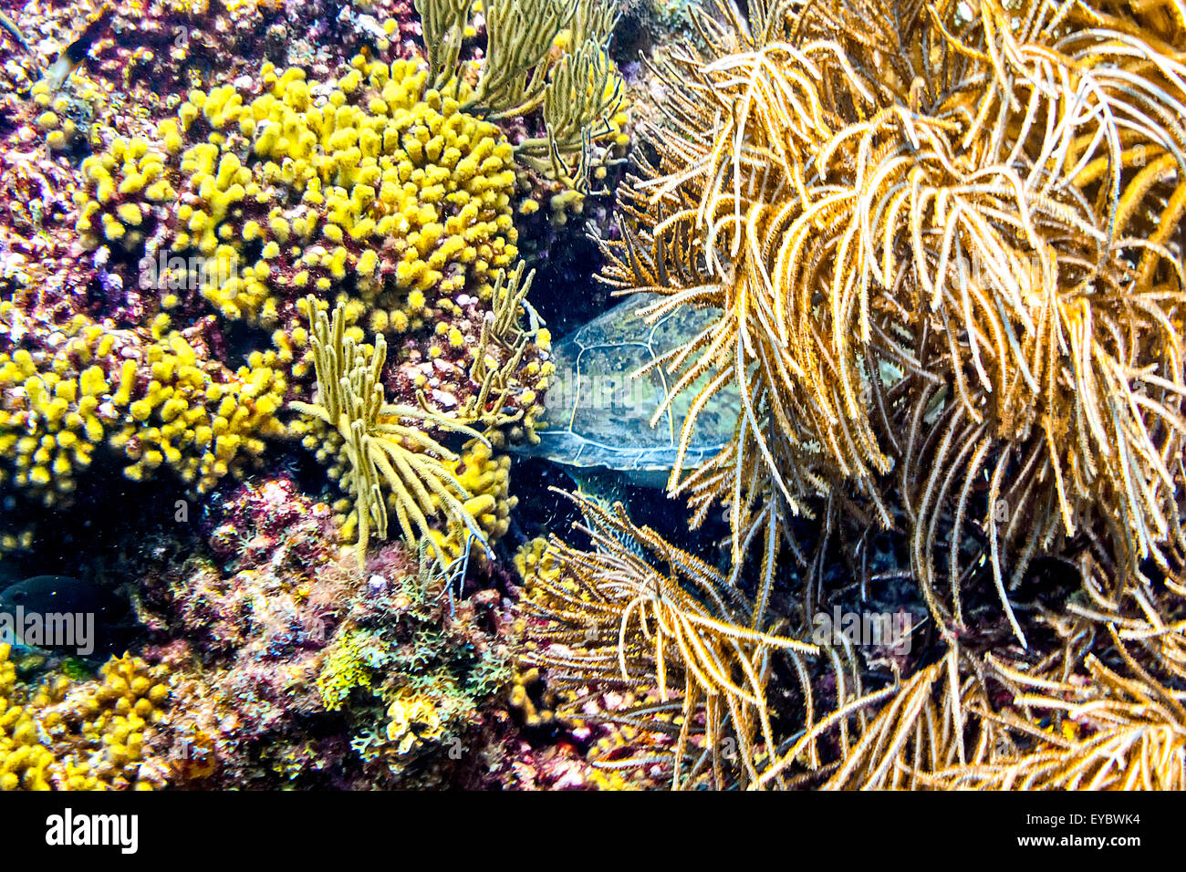 Loggerhead sponge hi-res stock photography and images - Alamy