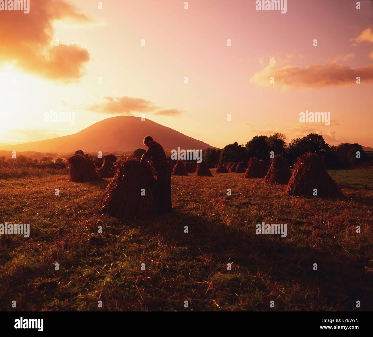 Stooks of corn hi-res stock photography and images - Alamy