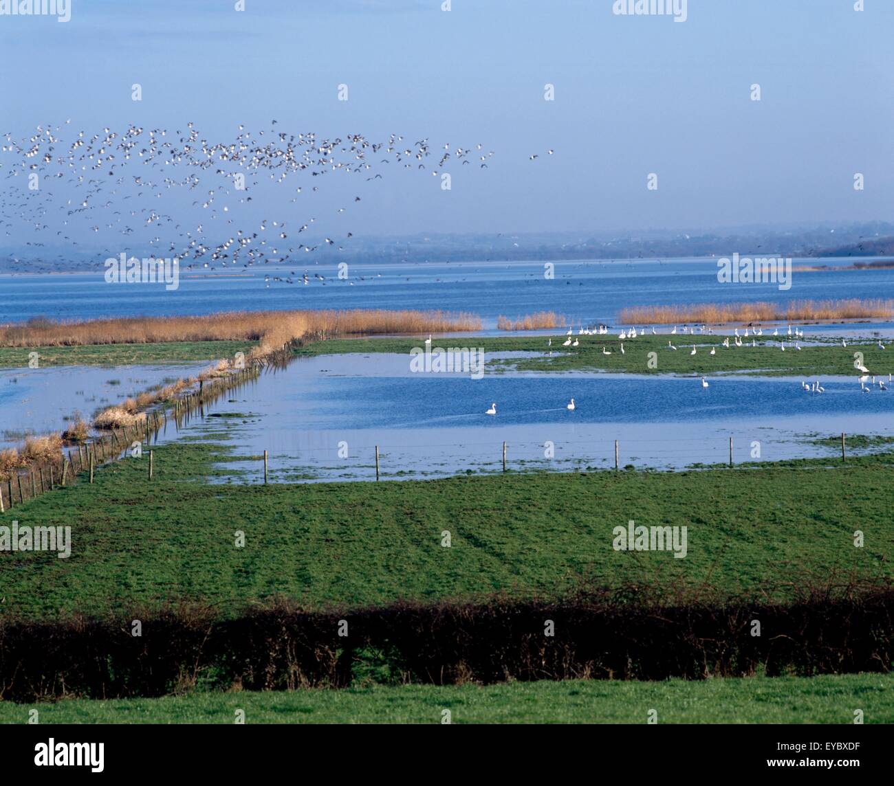 Birds in and flying around a lake hi-res stock photography and images ...
