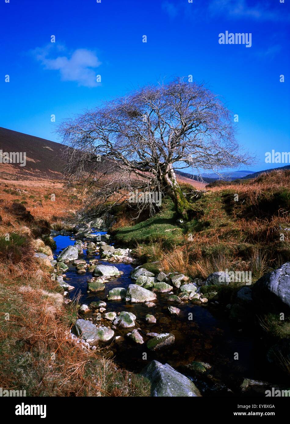 Dargle River Valley, Wicklow Mountains, Co Wicklow, Ireland Stock Photo ...