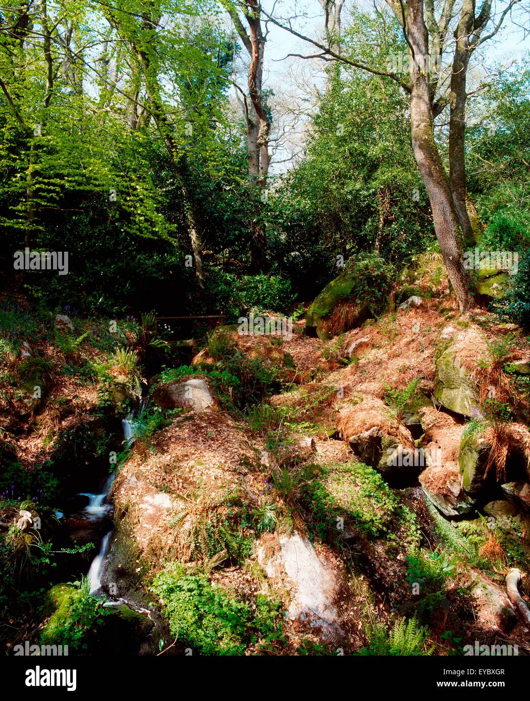 Altamont Gardens, Co Carlow, Ireland; Stream Through A Forest Stock ...