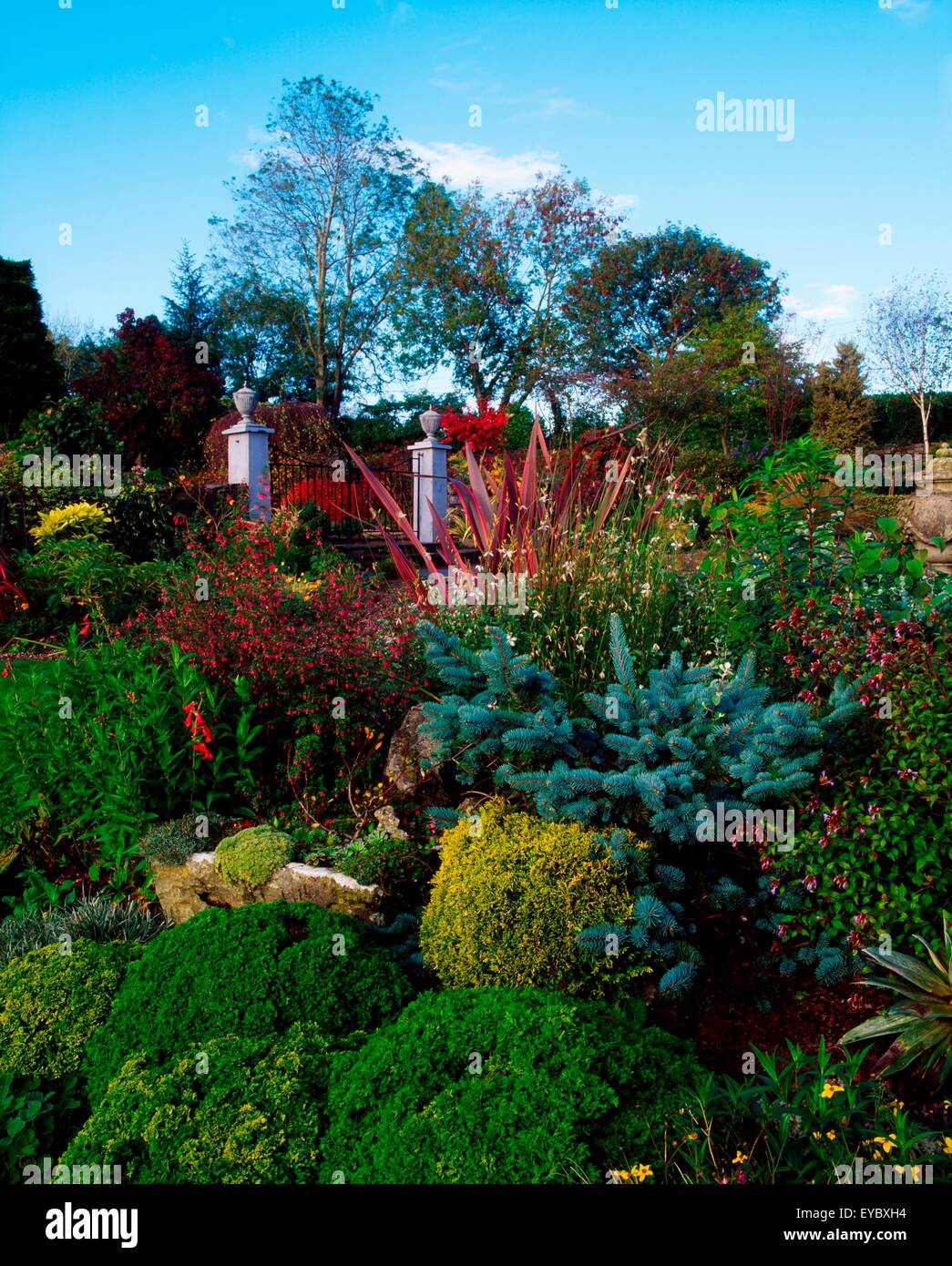 Lakemount Gardens, Co Cork, Ireland; Conifers And Dracaena Stock Photo ...
